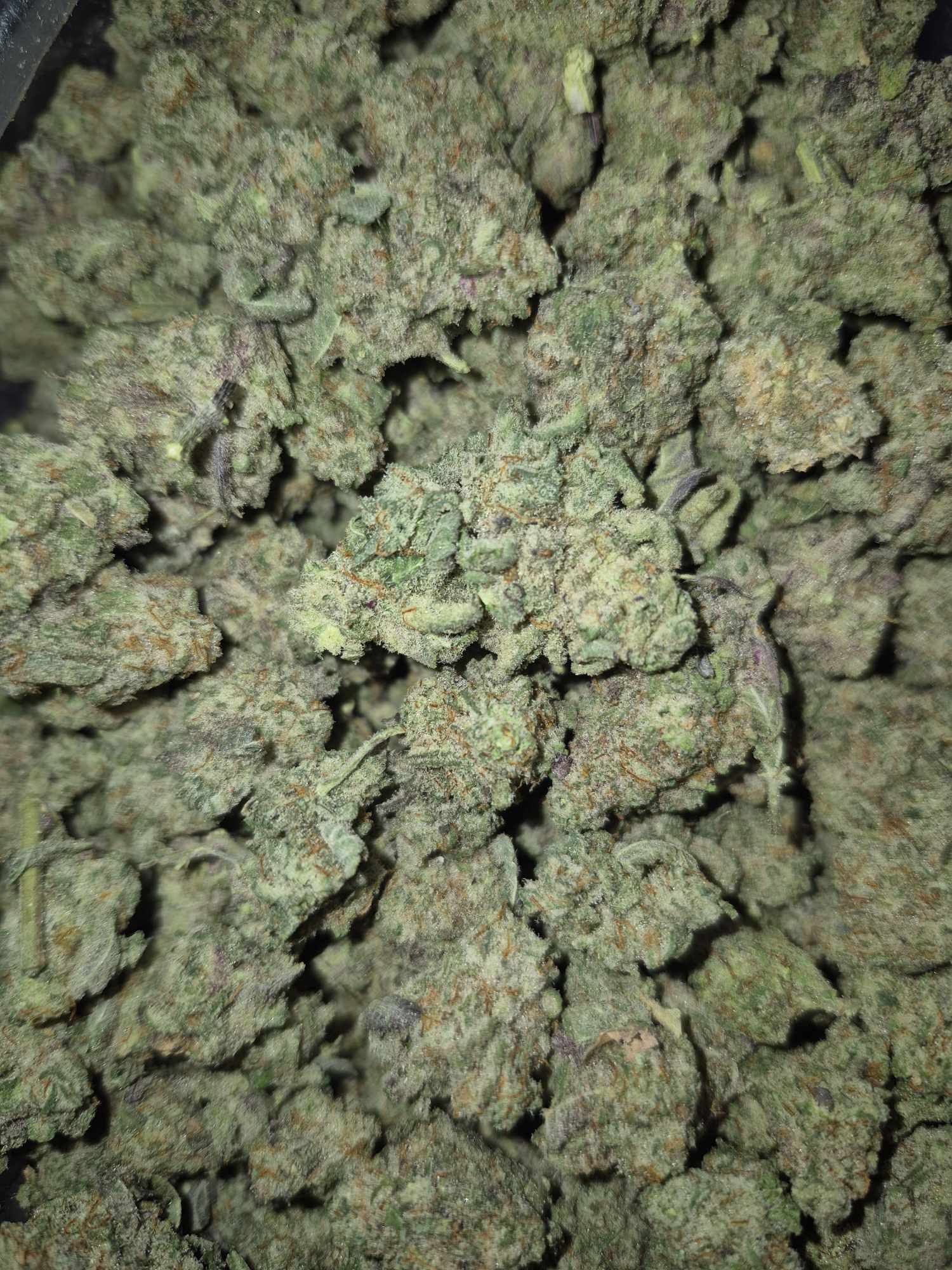 Citrus Berry – Primo